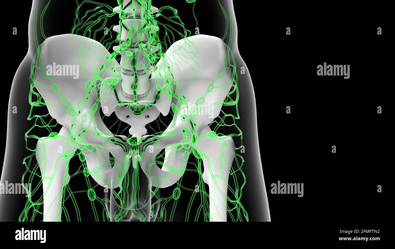 human organ system anatomy 3d illustration Stock Photo - Alamy