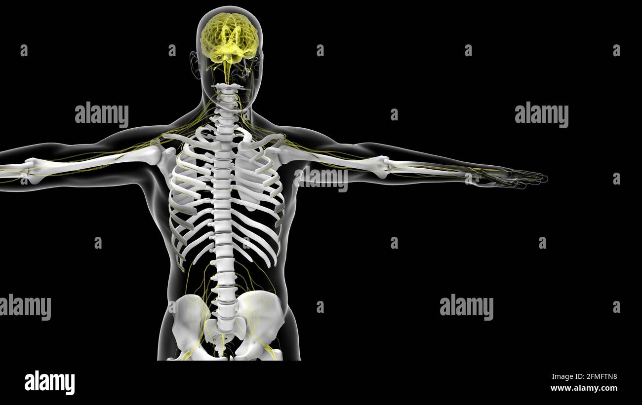 human organ system anatomy 3d illustration Stock Photo - Alamy