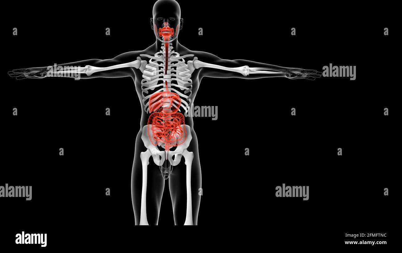 human organ system anatomy 3d illustration Stock Photo - Alamy
