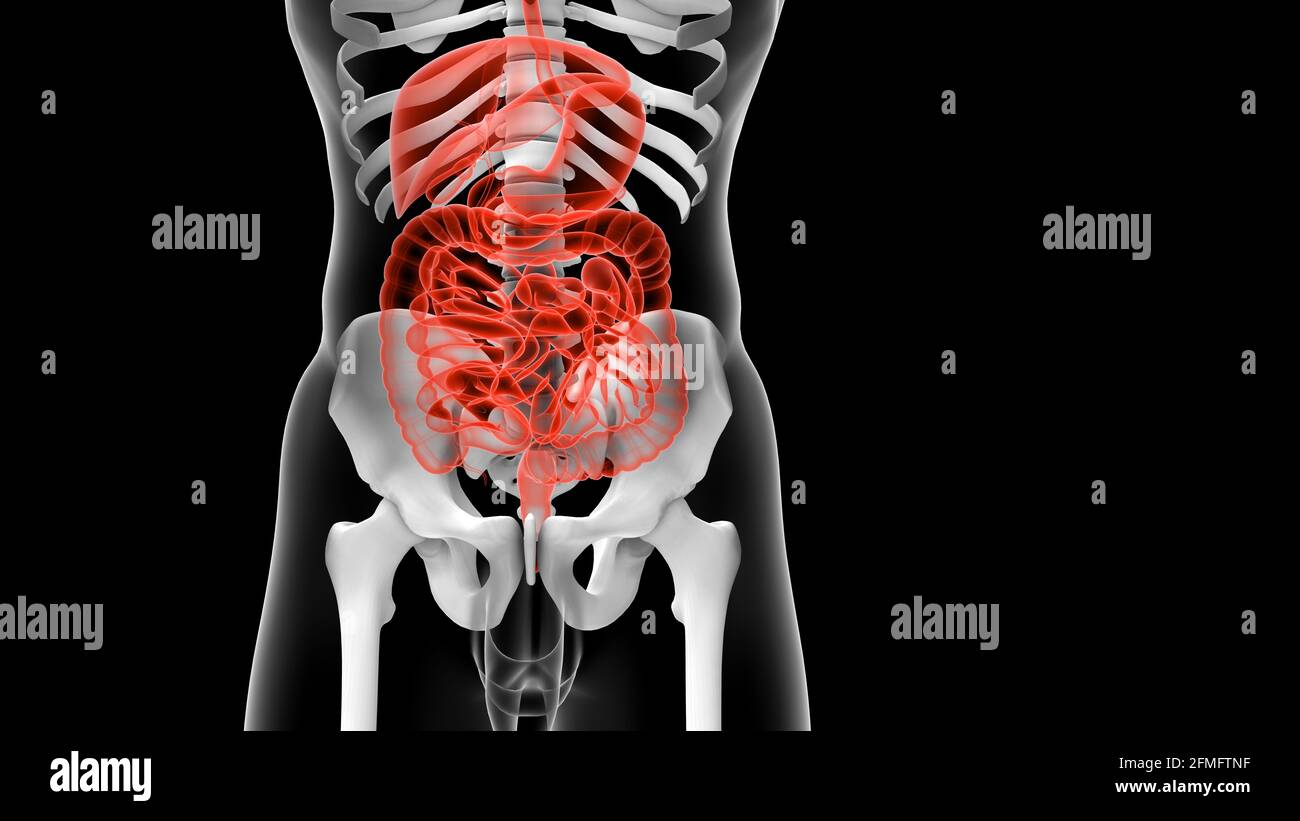 human organ system anatomy 3d illustration Stock Photo - Alamy