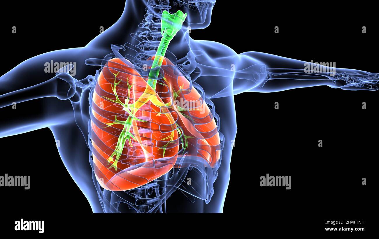 human organ system anatomy 3d illustration Stock Photo - Alamy