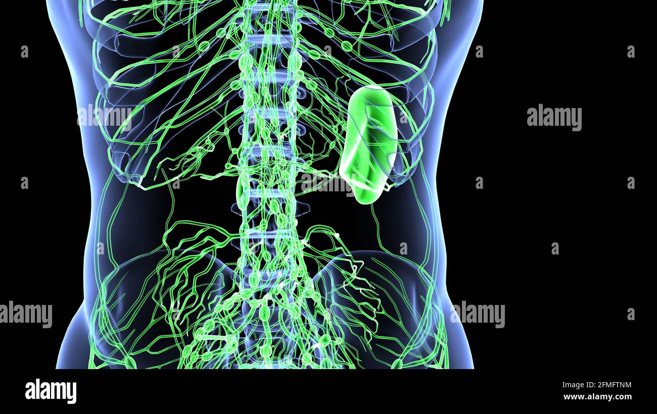 human organ system anatomy 3d illustration Stock Photo - Alamy