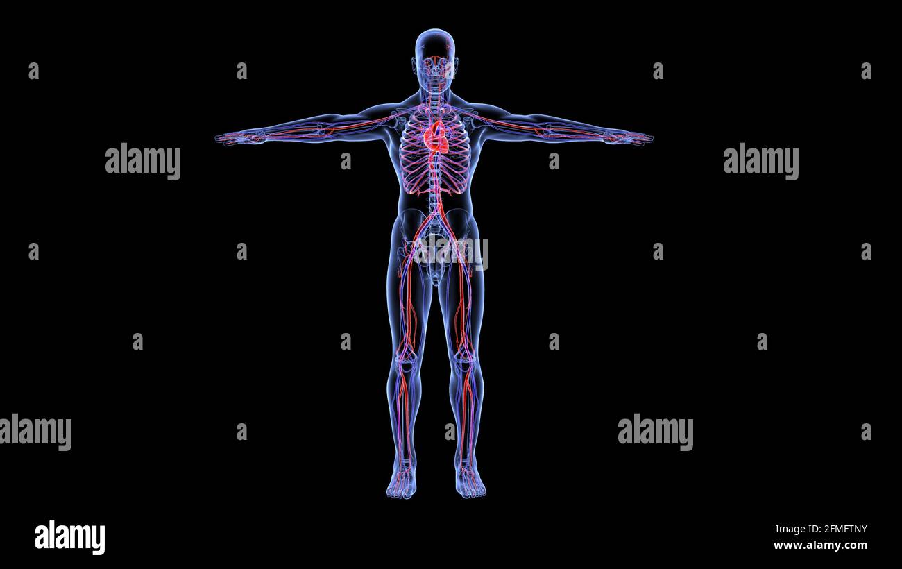 human organ system anatomy 3d illustration Stock Photo - Alamy