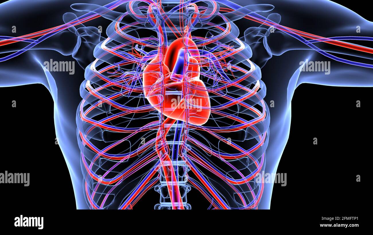 human organ system anatomy 3d illustration Stock Photo - Alamy