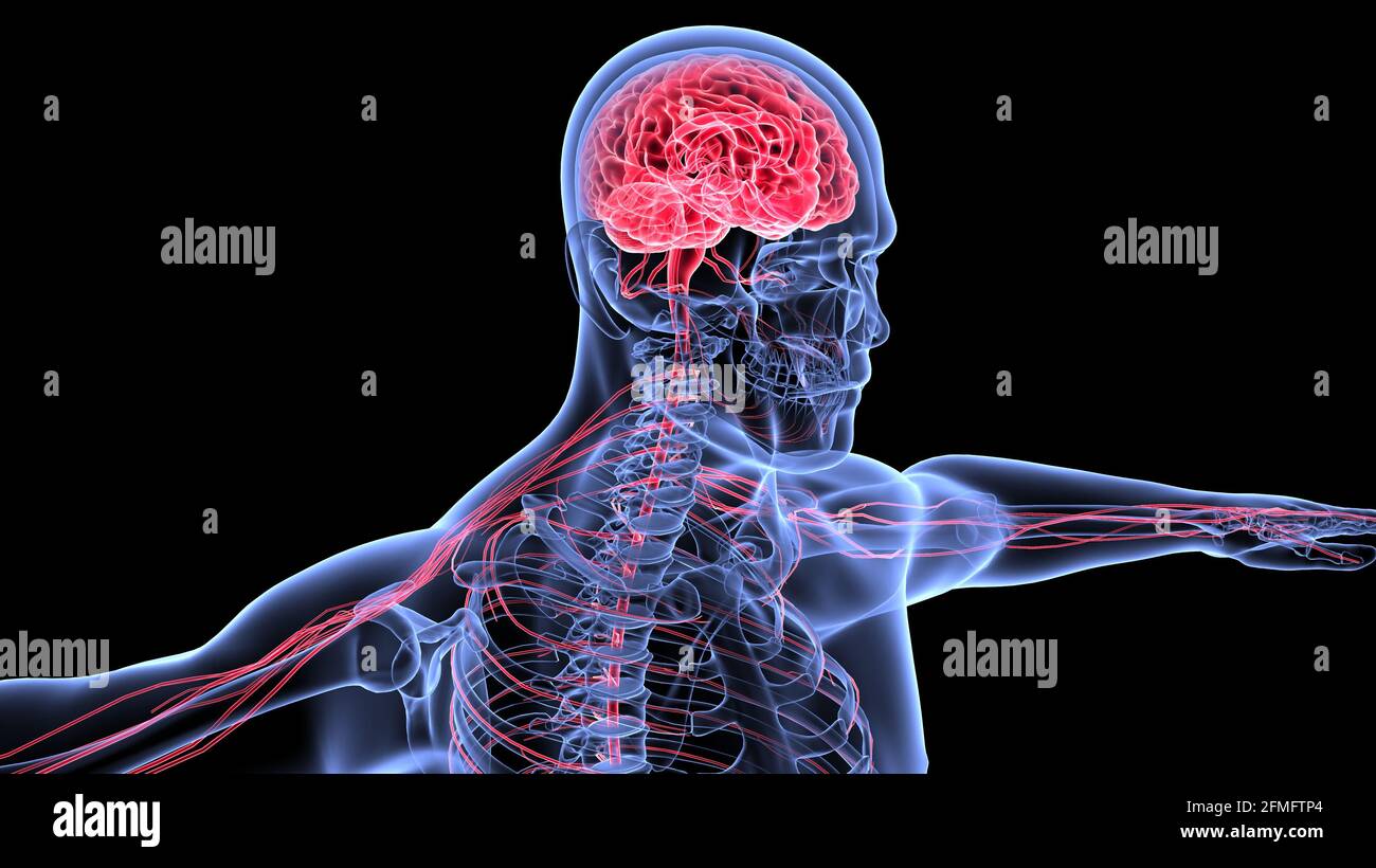 human organ system anatomy 3d illustration Stock Photo - Alamy