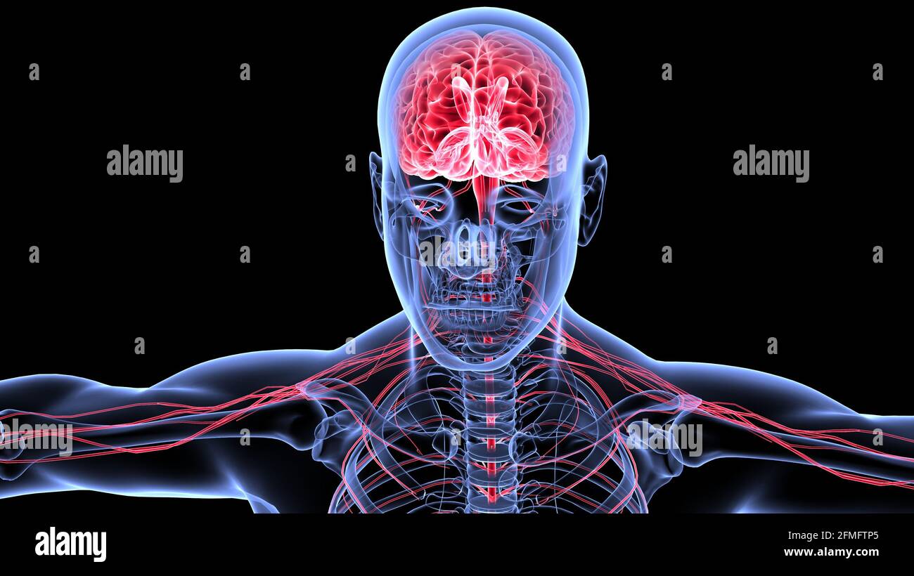 human organ system anatomy 3d illustration Stock Photo - Alamy