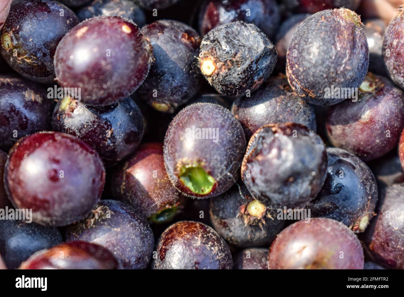 indian-fruit-char-raw-fruits-also-know-as-buchanania-lanzan-close-full