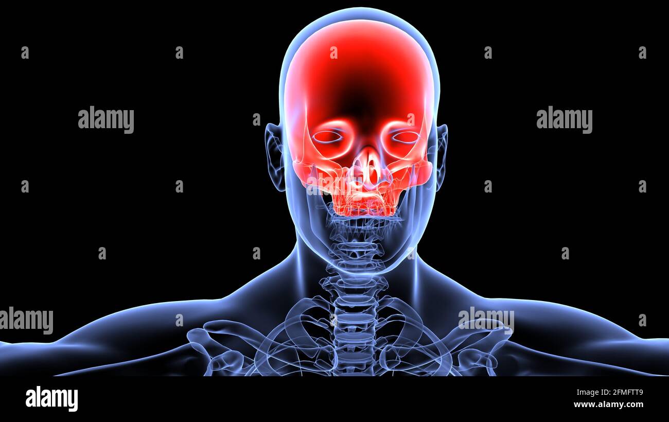 human organ system anatomy 3d illustration Stock Photo - Alamy
