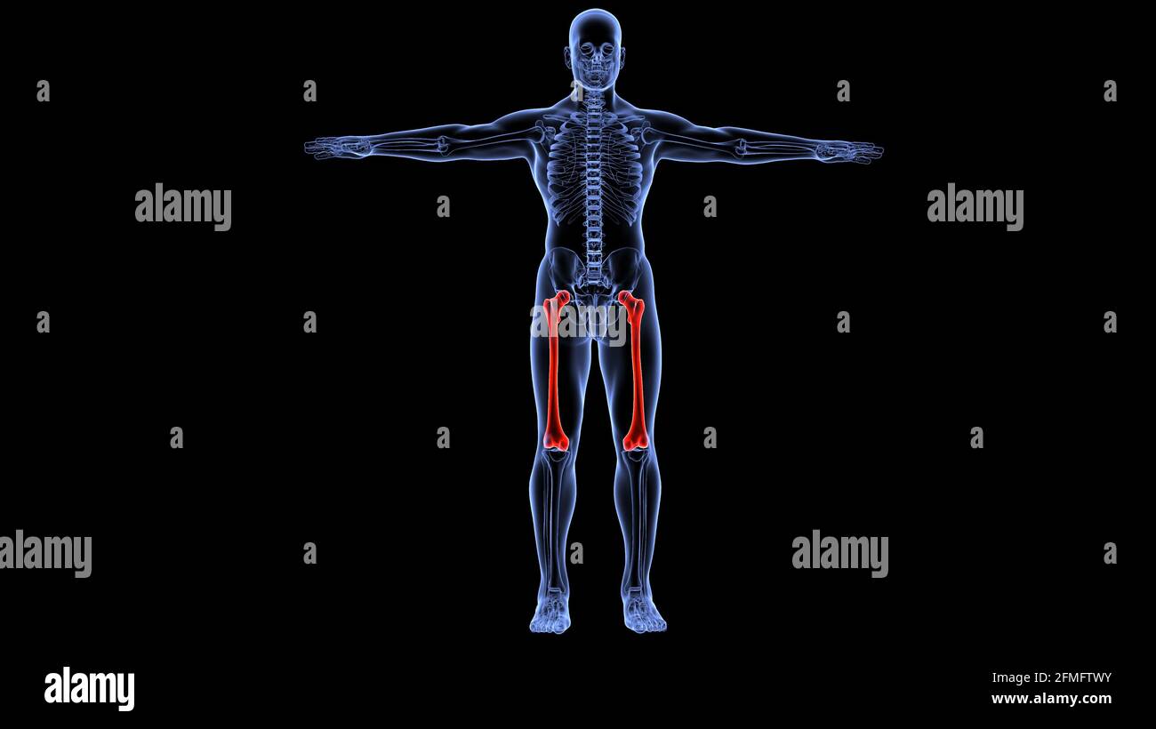 human organ system anatomy 3d illustration Stock Photo - Alamy