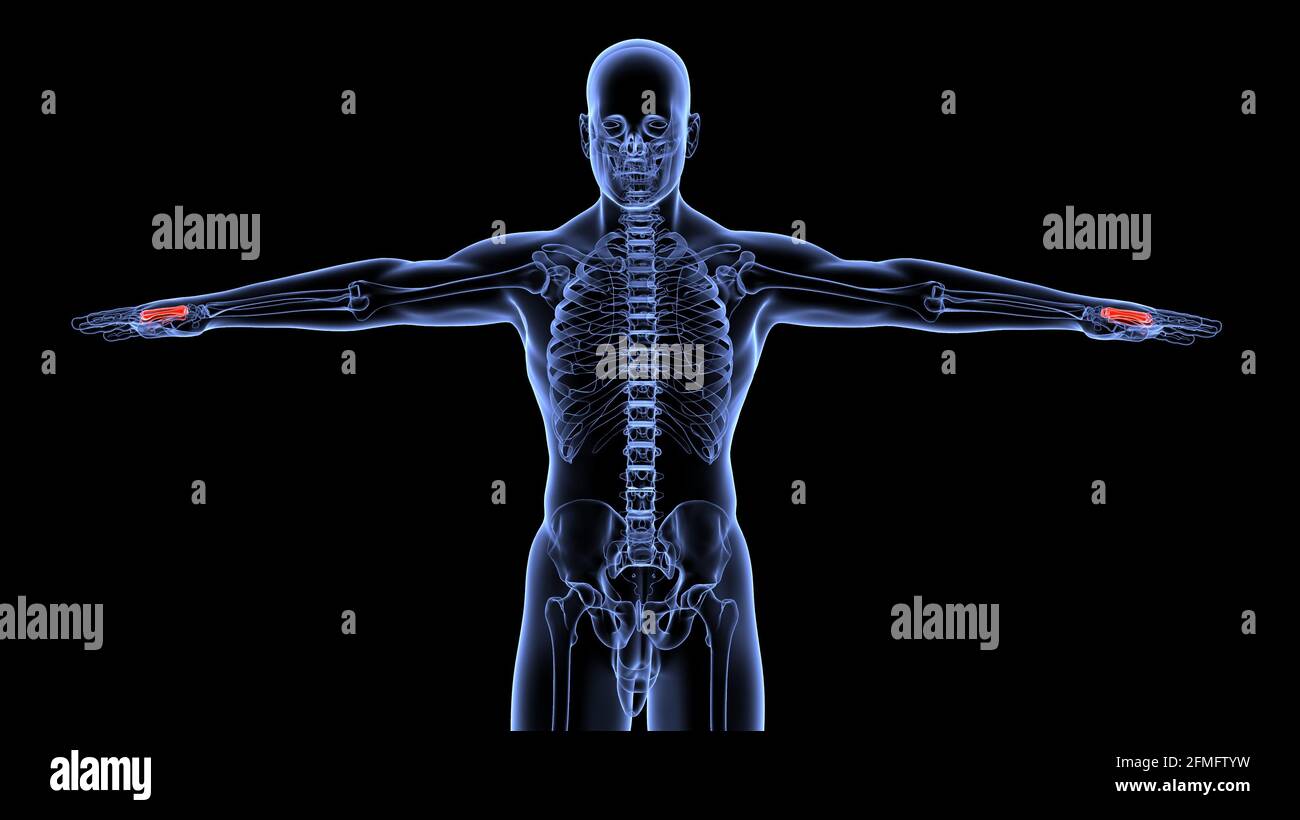human organ system anatomy 3d illustration Stock Photo - Alamy