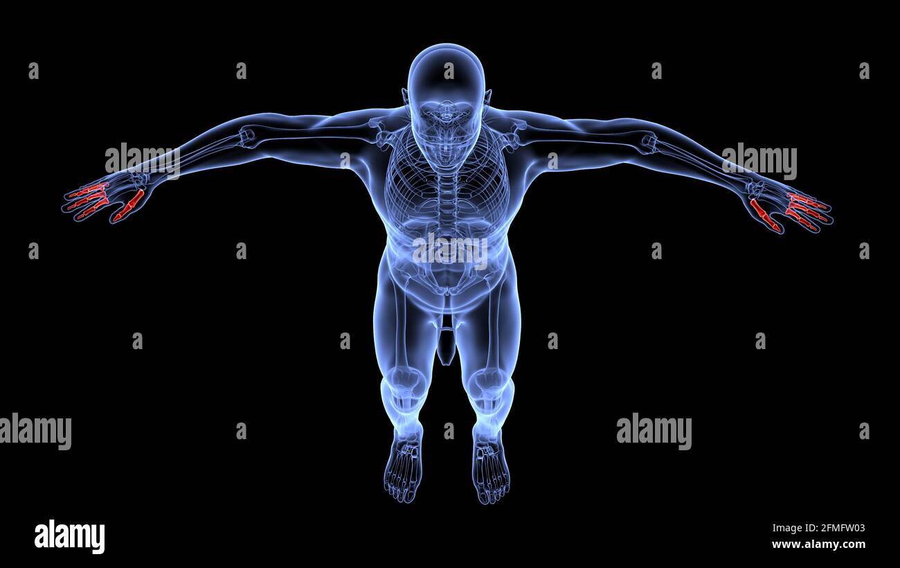 human organ system anatomy 3d illustration Stock Photo - Alamy