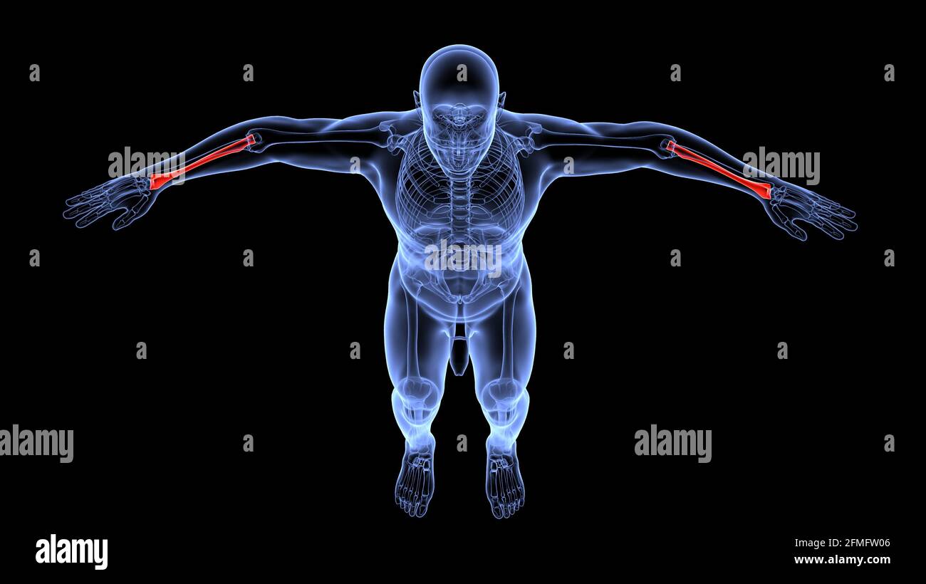 human organ system anatomy 3d illustration Stock Photo - Alamy