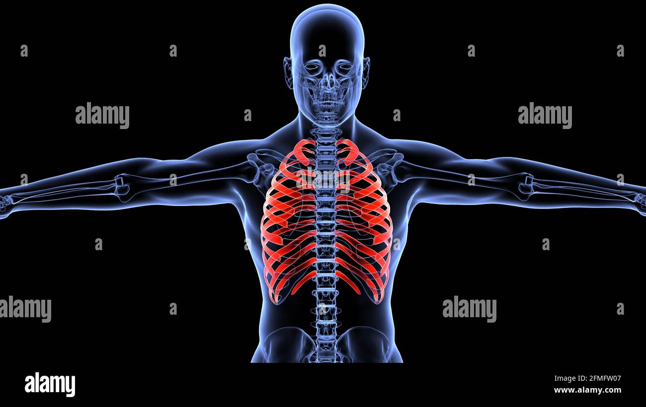 human organ system anatomy 3d illustration Stock Photo - Alamy