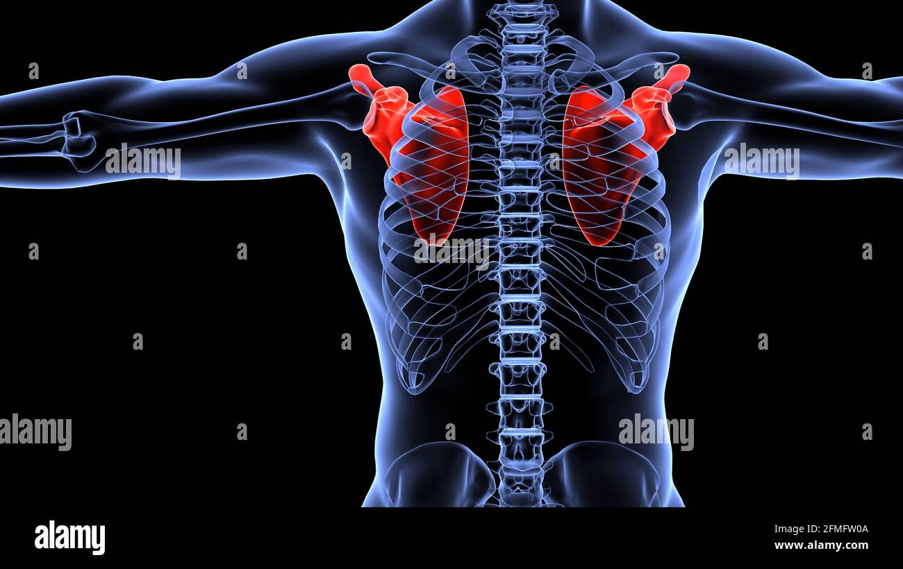 human organ system anatomy 3d illustration Stock Photo - Alamy