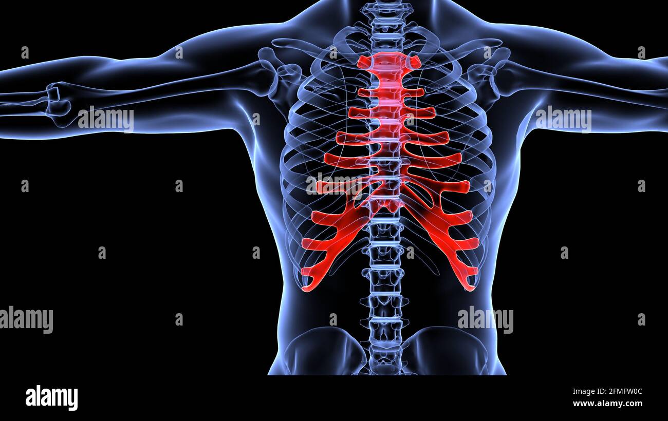 human organ system anatomy 3d illustration Stock Photo - Alamy