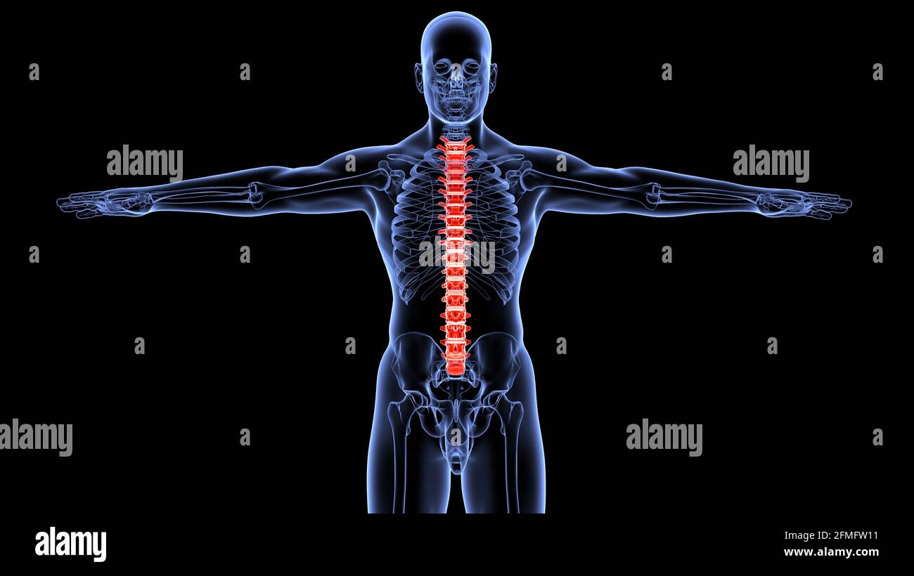 human organ system anatomy 3d illustration Stock Photo - Alamy