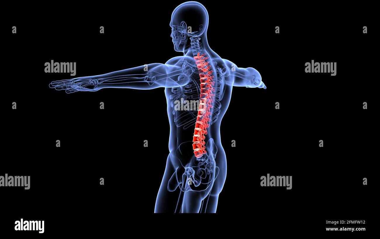 human organ system anatomy 3d illustration Stock Photo - Alamy