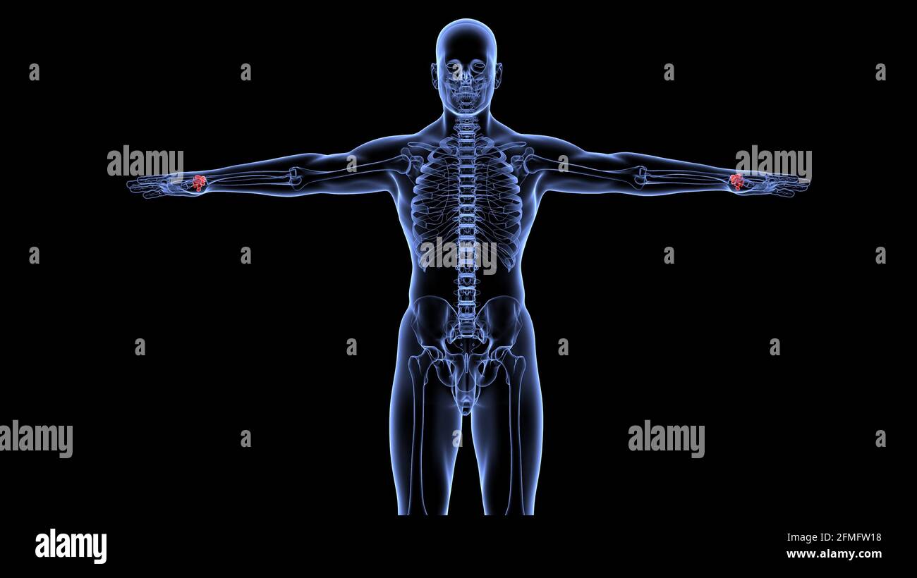human organ system anatomy 3d illustration Stock Photo - Alamy