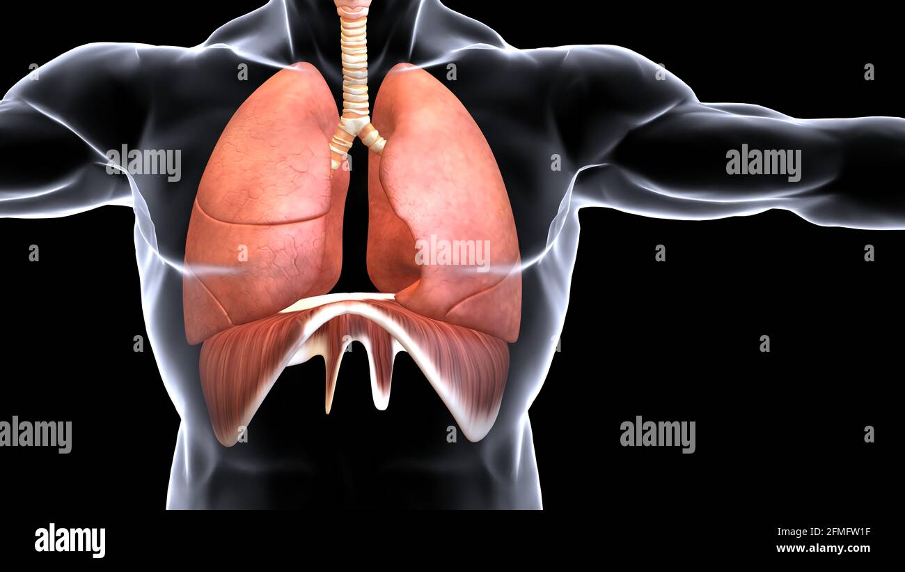 human organ system anatomy 3d illustration Stock Photo - Alamy