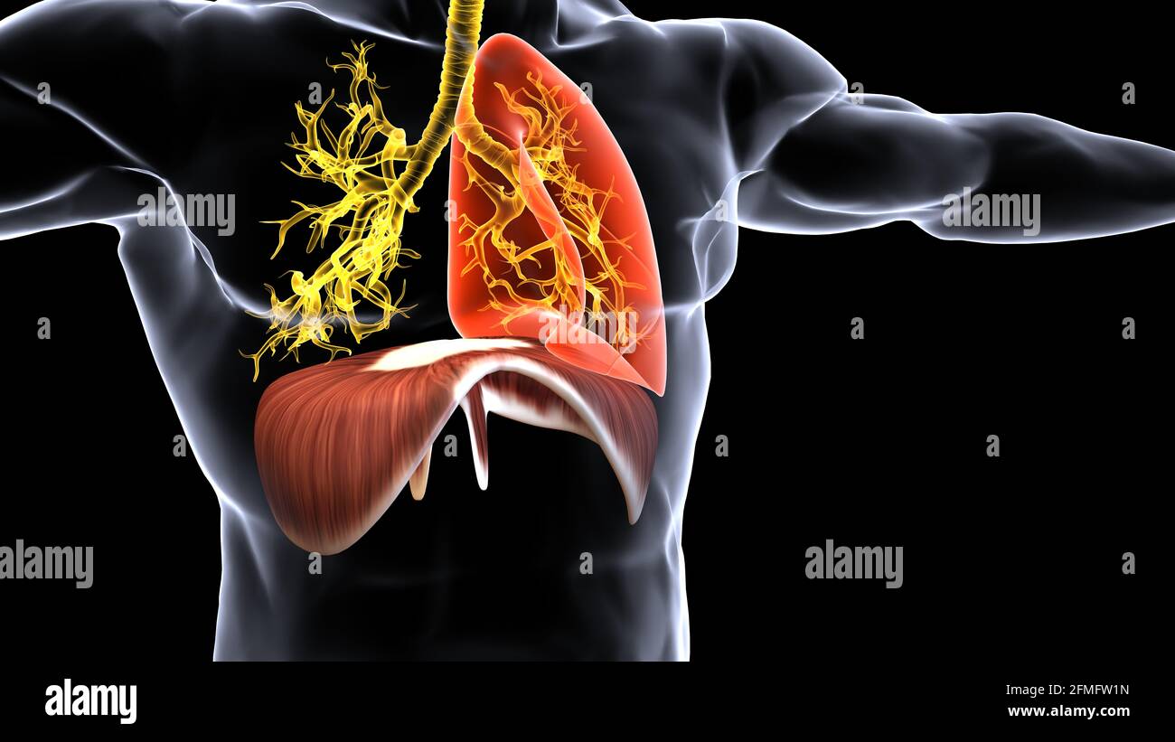 human organ system anatomy 3d illustration Stock Photo - Alamy