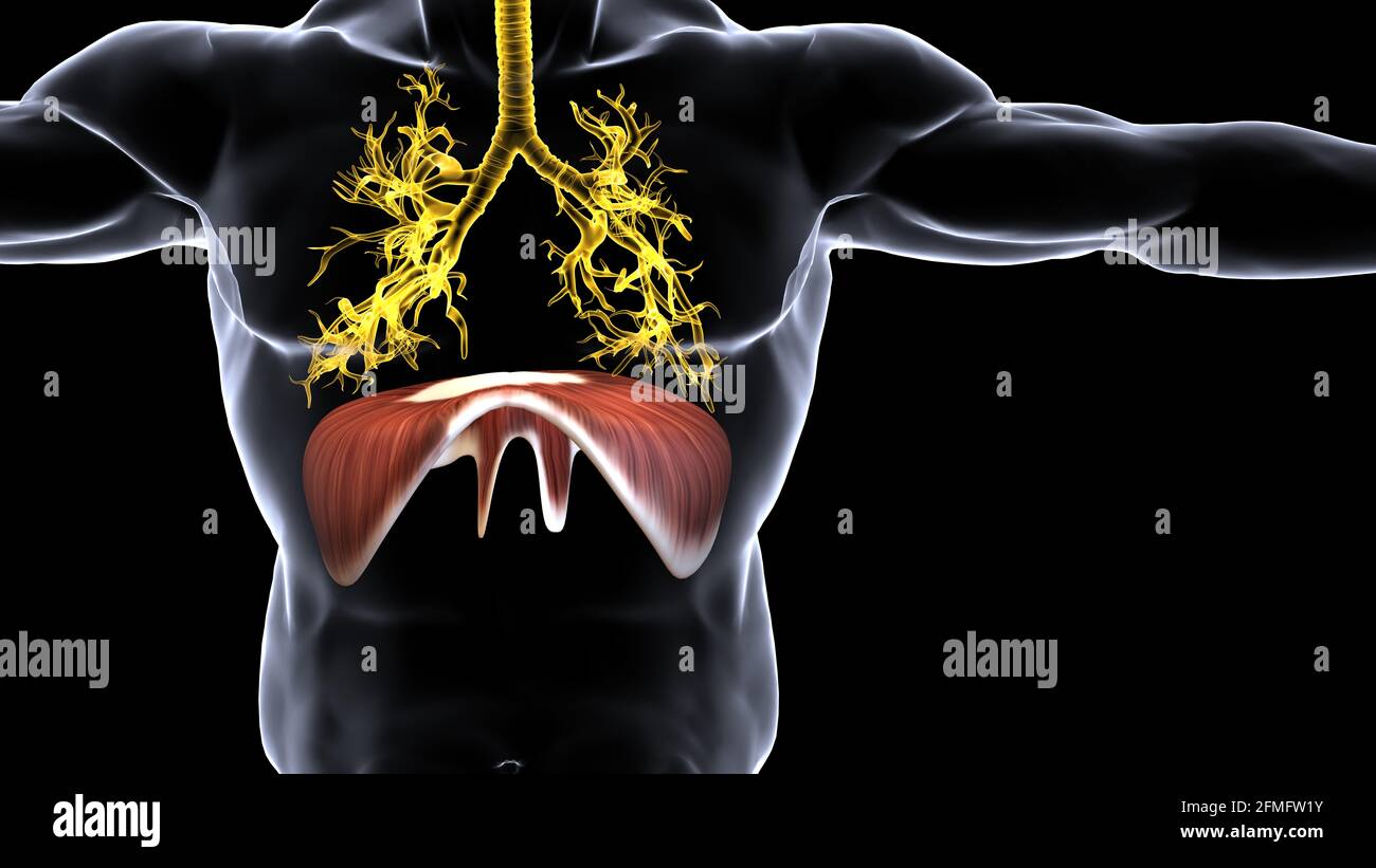 human organ system anatomy 3d illustration Stock Photo - Alamy