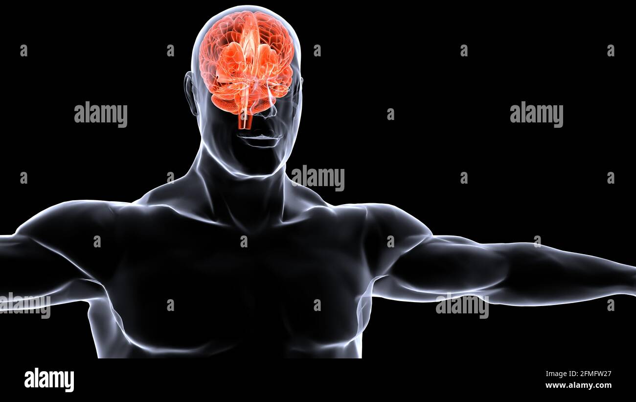 human organ system anatomy 3d illustration Stock Photo - Alamy