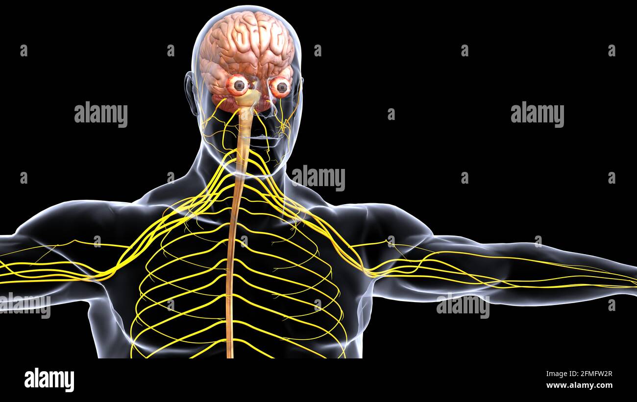 human organ system anatomy 3d illustration Stock Photo - Alamy