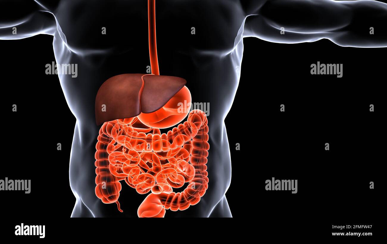 human organ system anatomy 3d illustration Stock Photo - Alamy
