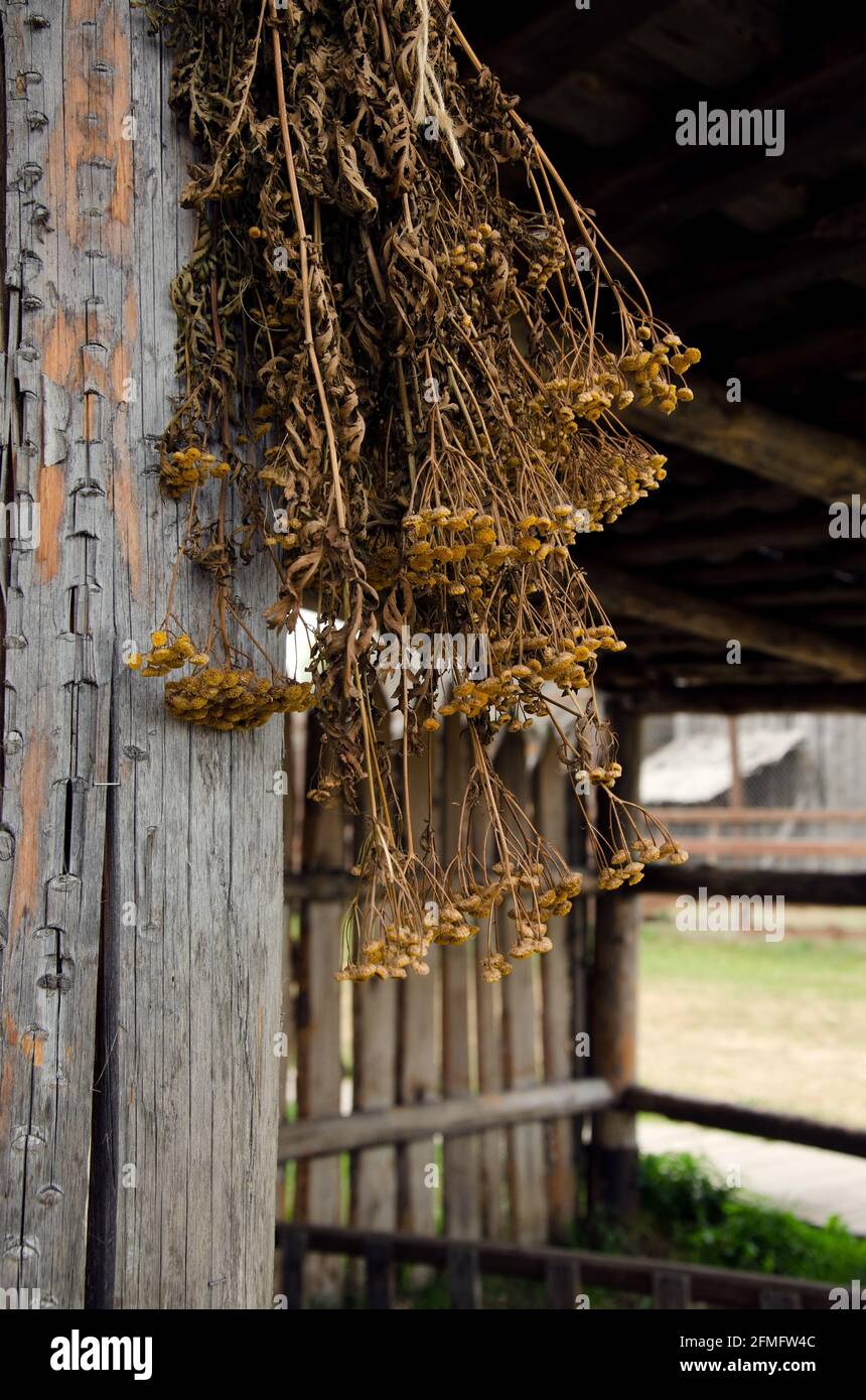 Medicinal grass hi-res stock photography and images - Alamy