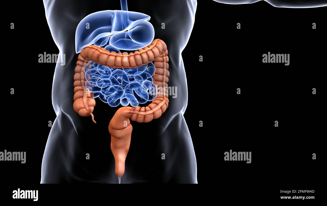 human organ system anatomy 3d illustration Stock Photo - Alamy