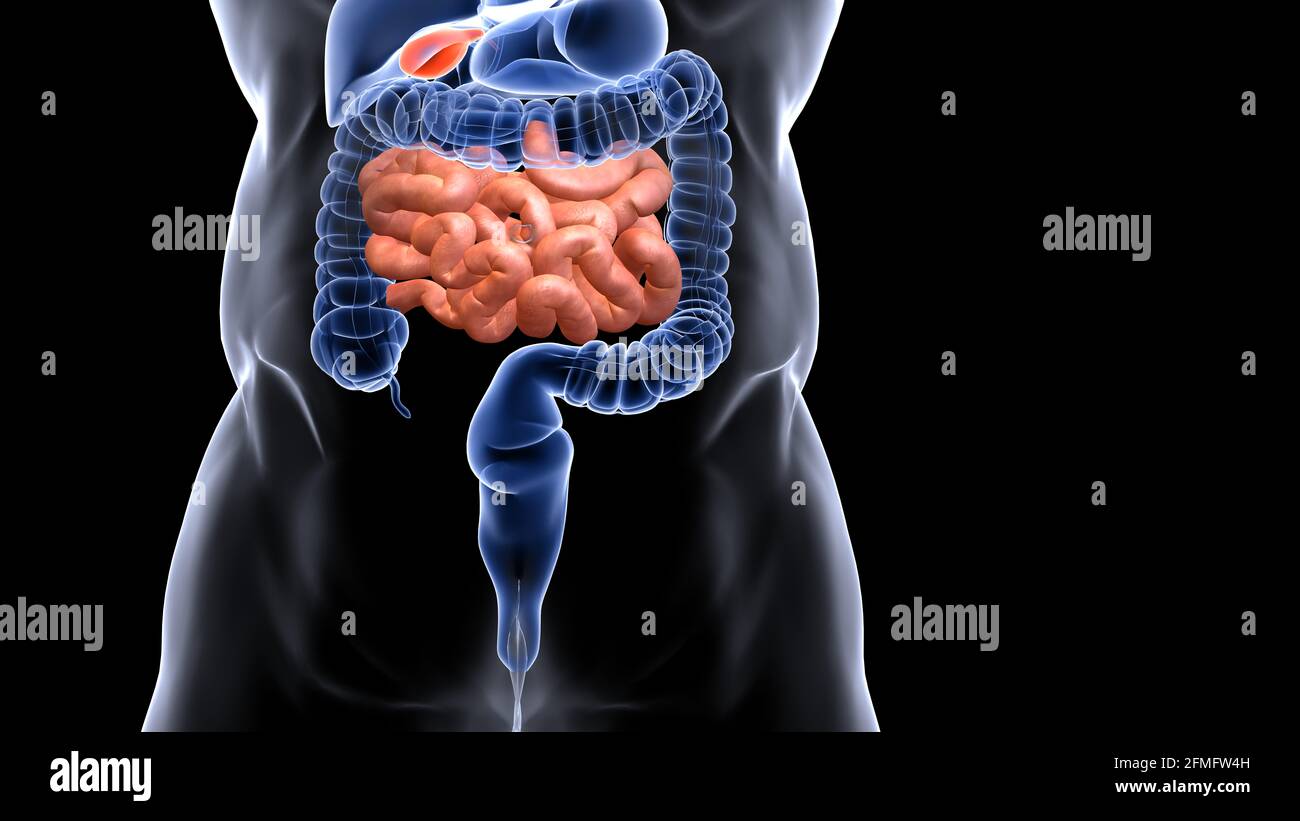 human organ system anatomy 3d illustration Stock Photo - Alamy