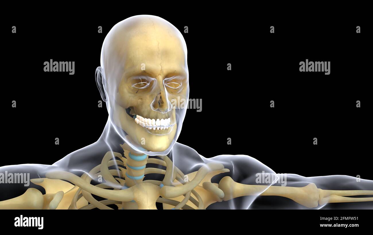 human organ system anatomy 3d illustration Stock Photo - Alamy