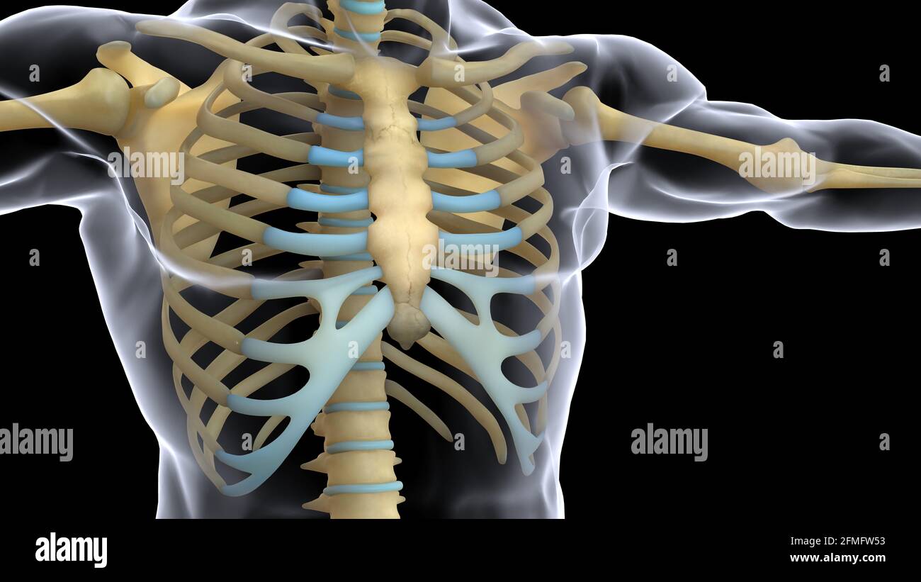 human organ system anatomy 3d illustration Stock Photo - Alamy