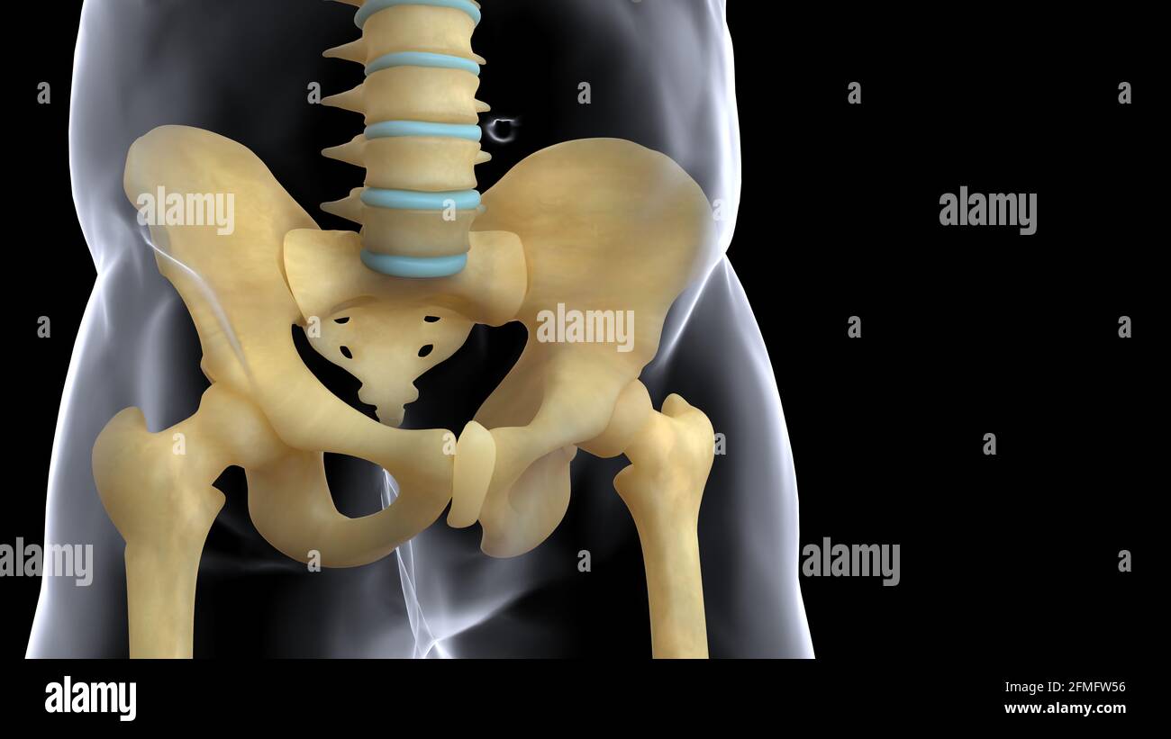 human organ system anatomy 3d illustration Stock Photo - Alamy