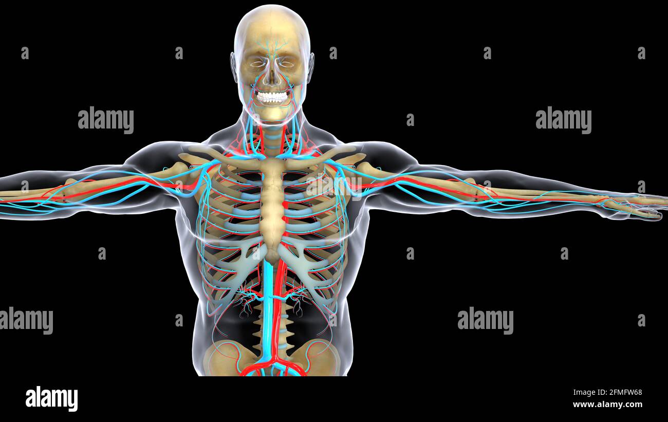 human organ system anatomy 3d illustration Stock Photo - Alamy