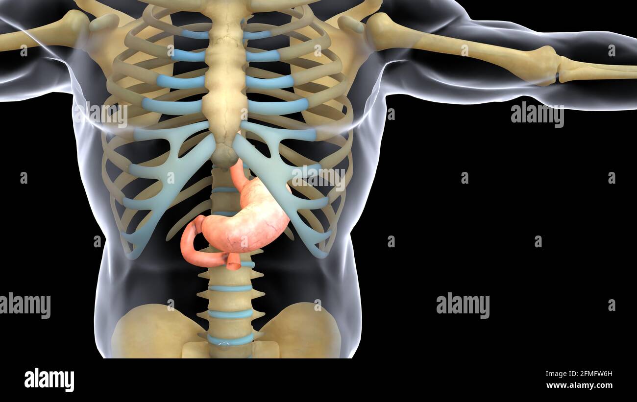 human organ system anatomy 3d illustration Stock Photo - Alamy