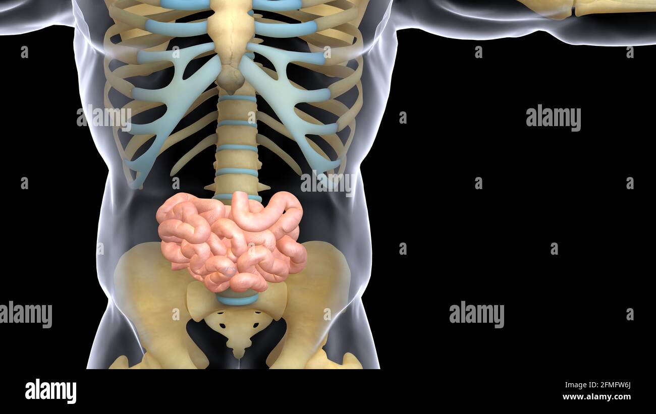 human organ system anatomy 3d illustration Stock Photo - Alamy