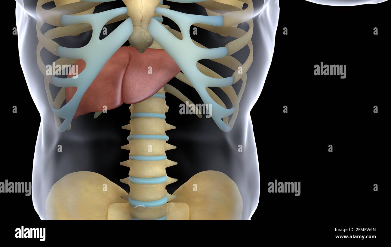 human organ system anatomy 3d illustration Stock Photo - Alamy