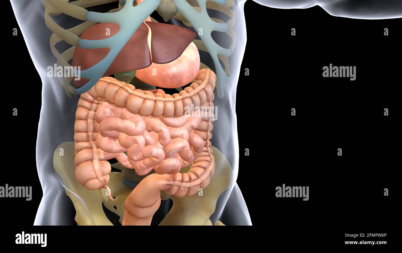 human organ system anatomy 3d illustration Stock Photo - Alamy