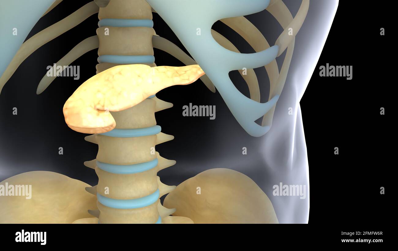 human organ system anatomy 3d illustration Stock Photo - Alamy