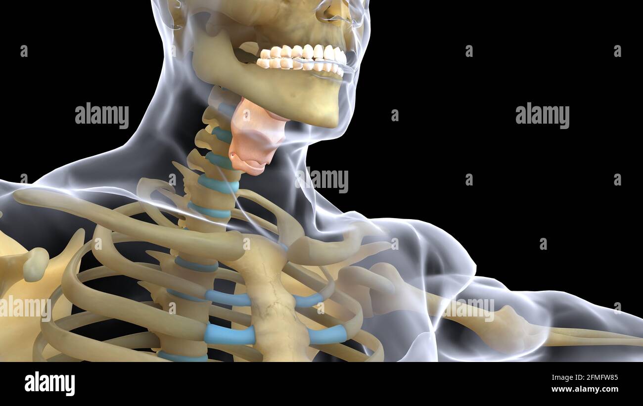 human organ system anatomy 3d illustration Stock Photo - Alamy