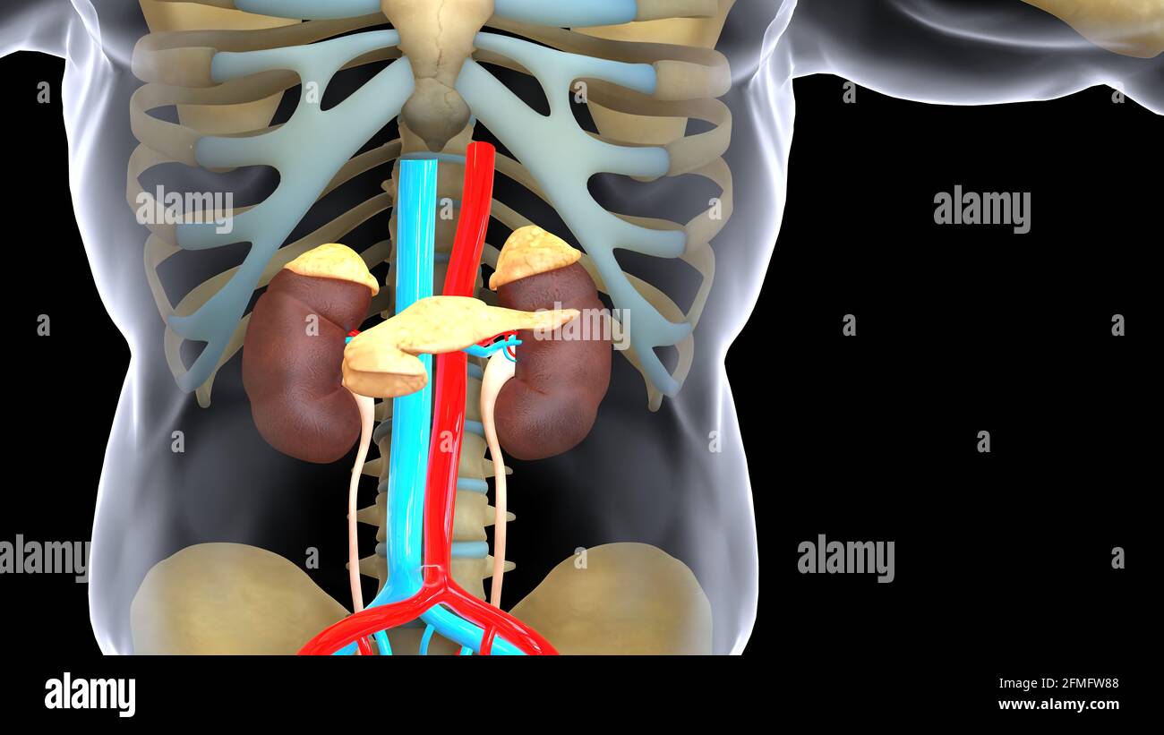 human organ system anatomy 3d illustration Stock Photo - Alamy