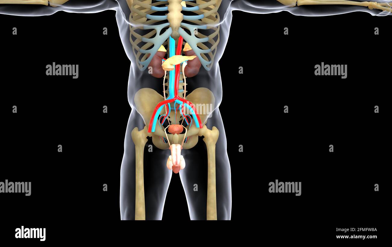 human organ system anatomy 3d illustration Stock Photo - Alamy