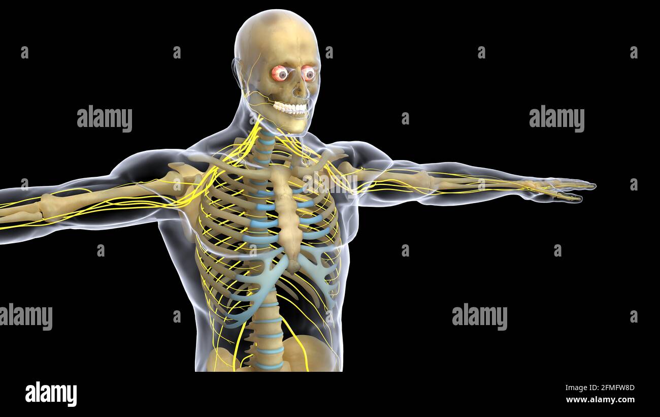 human organ system anatomy 3d illustration Stock Photo - Alamy