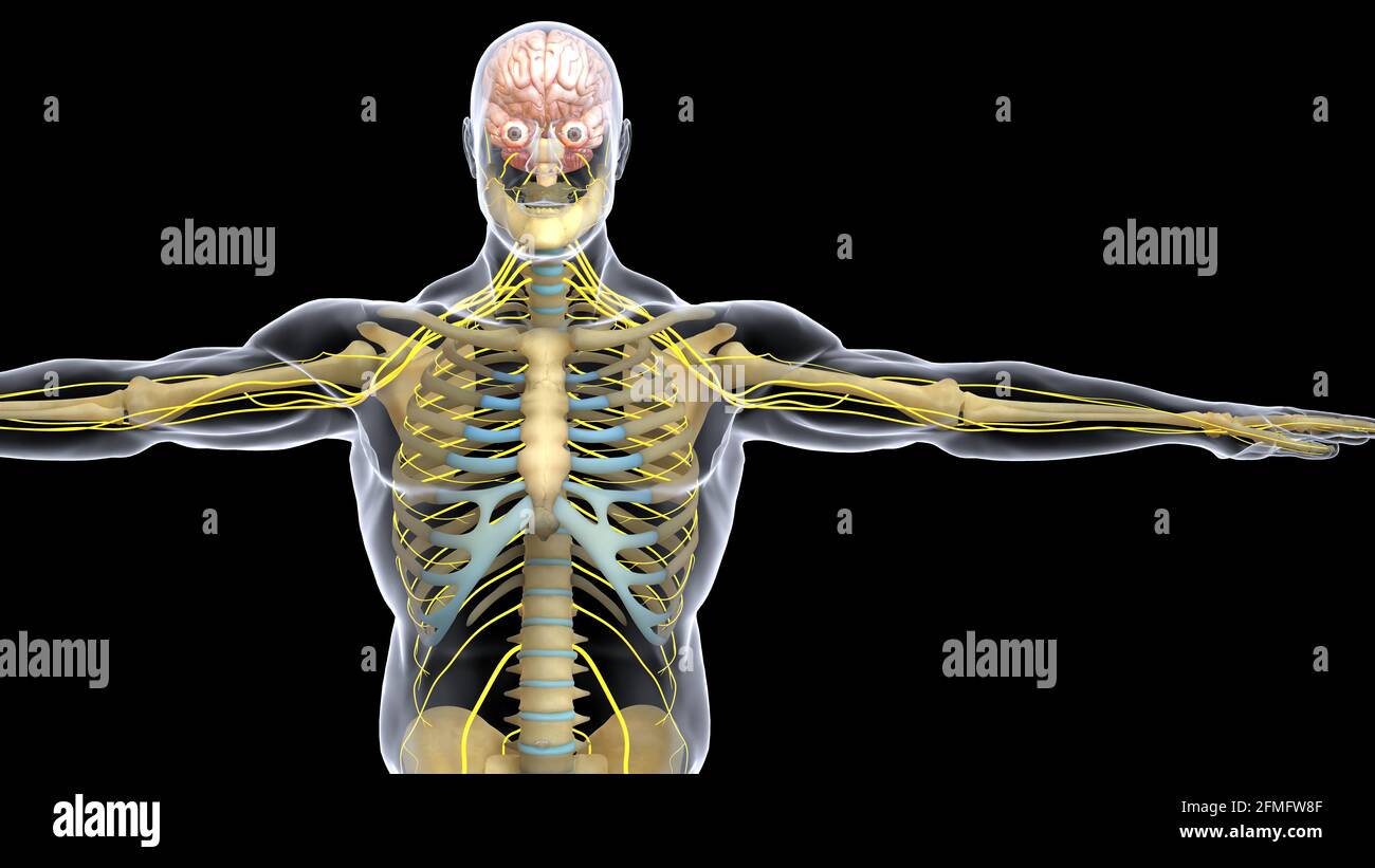 human organ system anatomy 3d illustration Stock Photo - Alamy