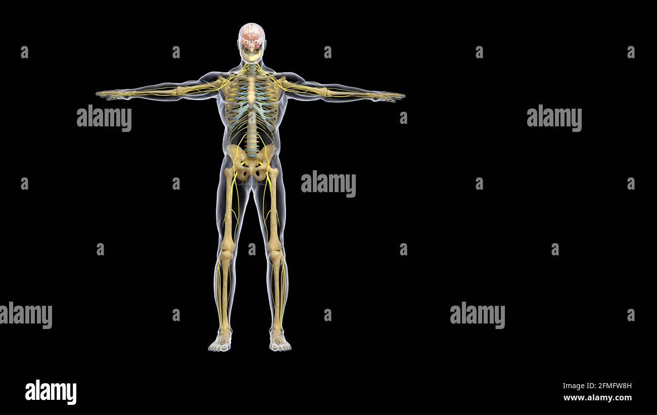 human organ system anatomy 3d illustration Stock Photo - Alamy