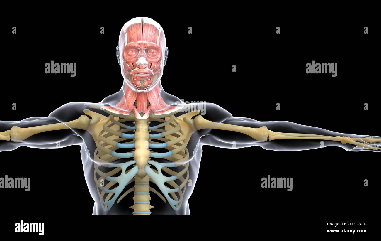 human organ system anatomy 3d illustration Stock Photo - Alamy