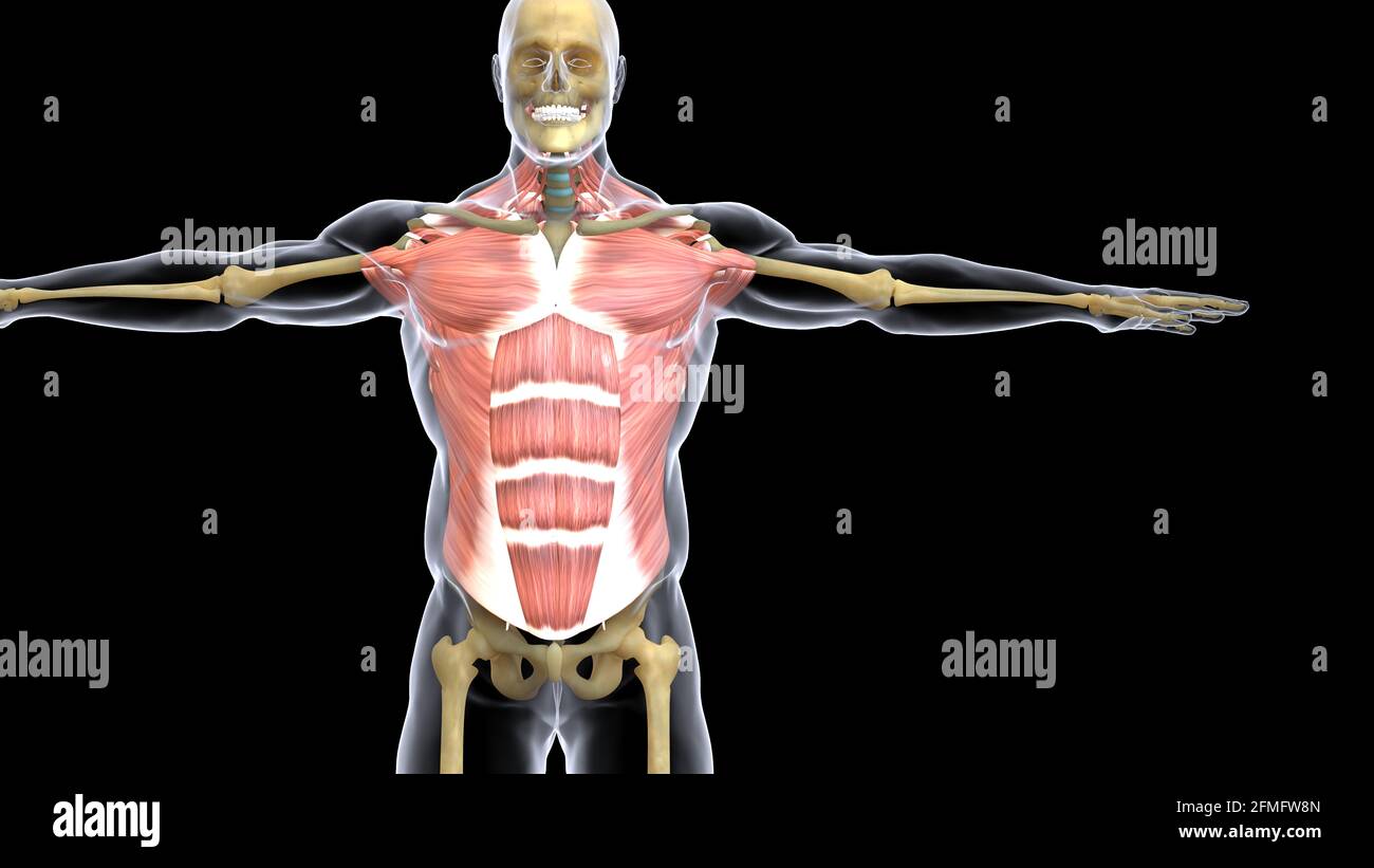human organ system anatomy 3d illustration Stock Photo - Alamy