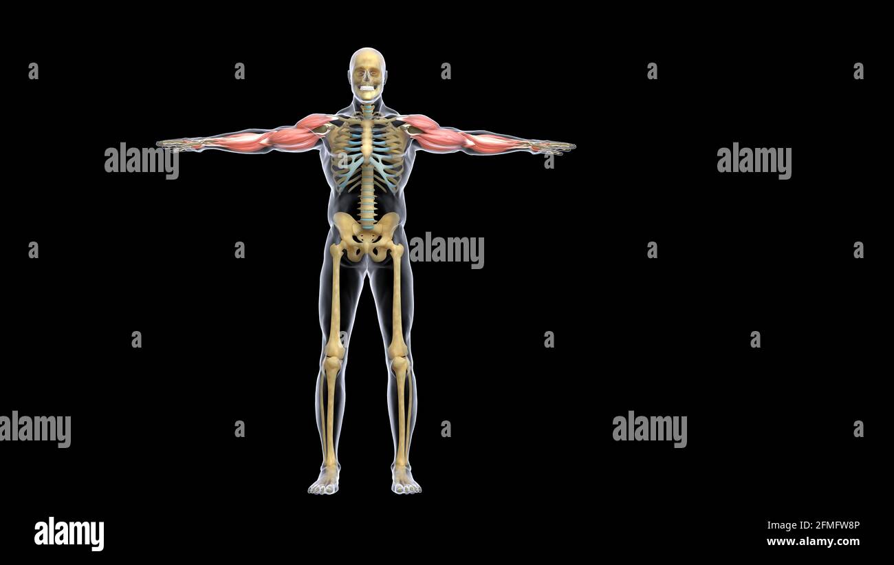 human organ system anatomy 3d illustration Stock Photo - Alamy