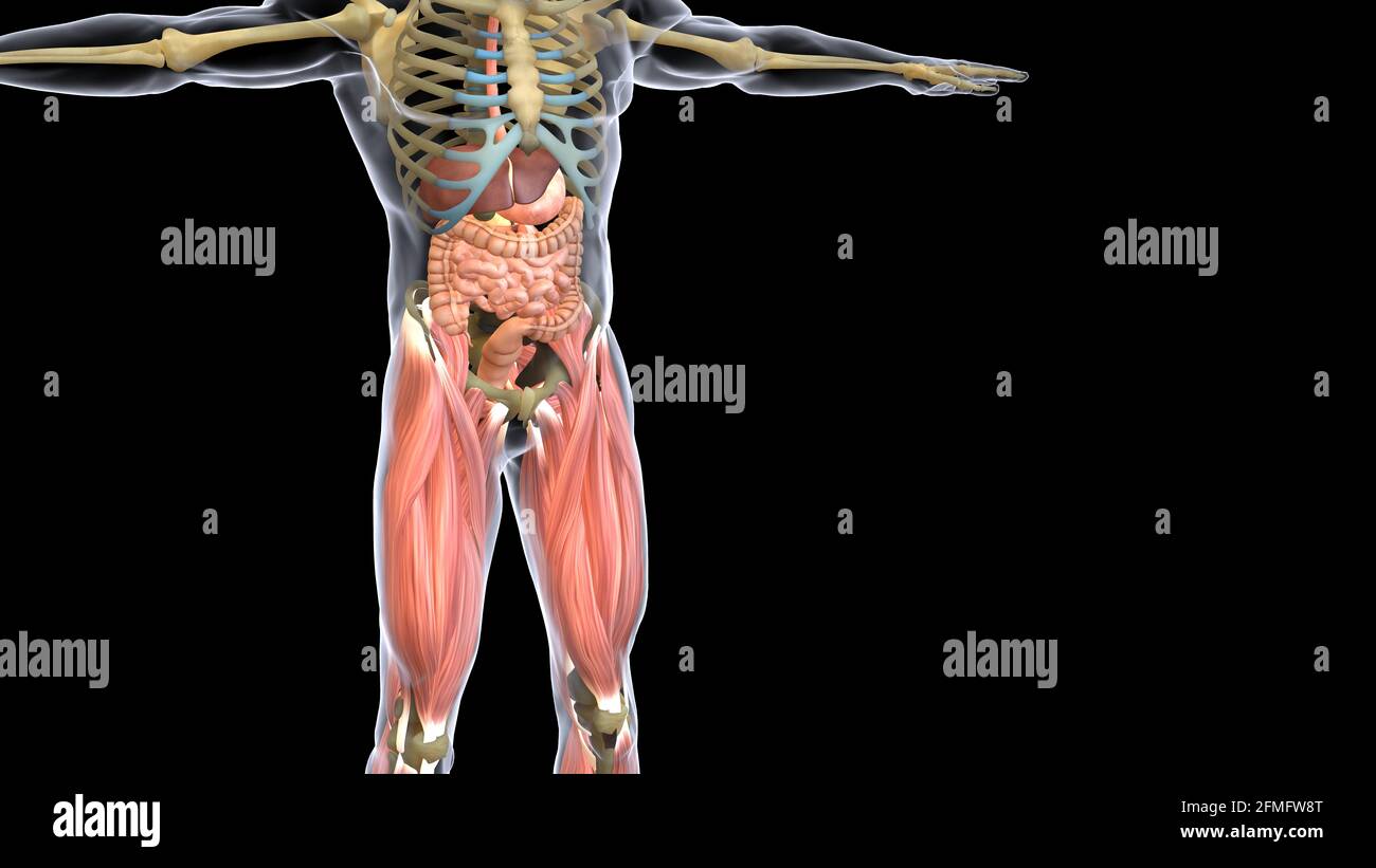 human organ system anatomy 3d illustration Stock Photo - Alamy